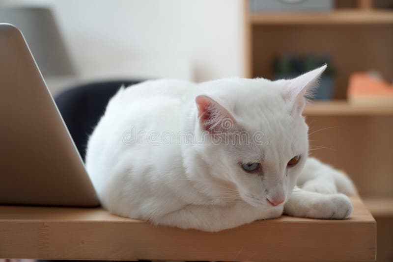 Odd-Eyed Cat stock image. Image of animal, work, kitten - 118345845