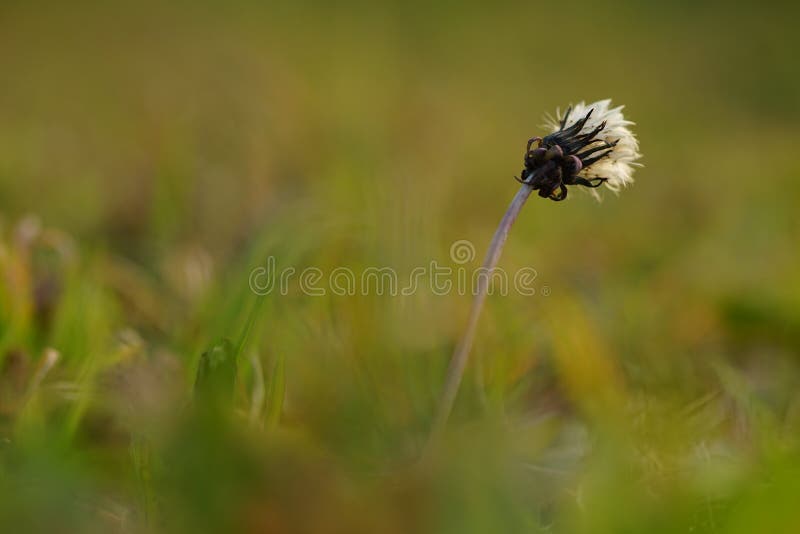 White Old Dandelion Flower Grows in Autumnal Grass Stock Photo - Image ...