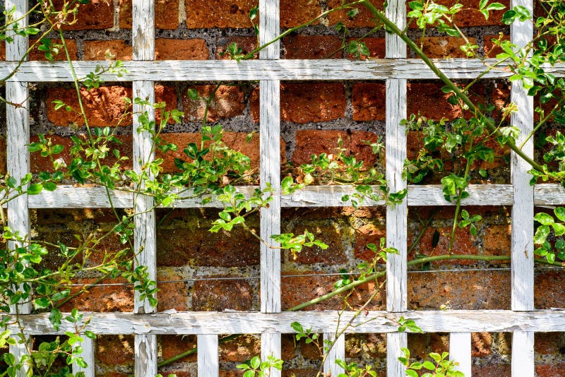 White old grate on wall stock image. Image of leaf, natural - 71635533