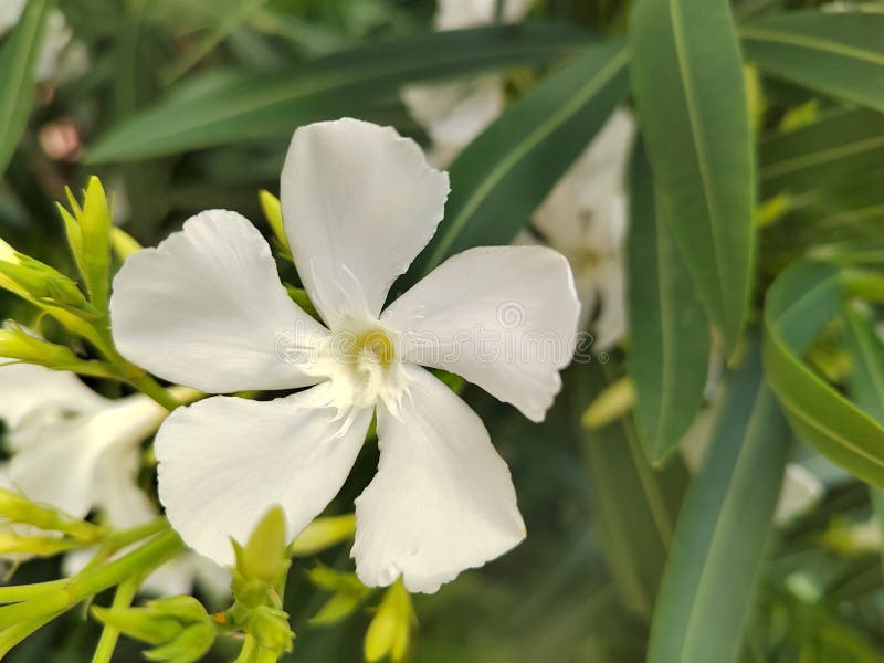 White Oleander Flowers Nature Background Stock Photo - Image of produce ...