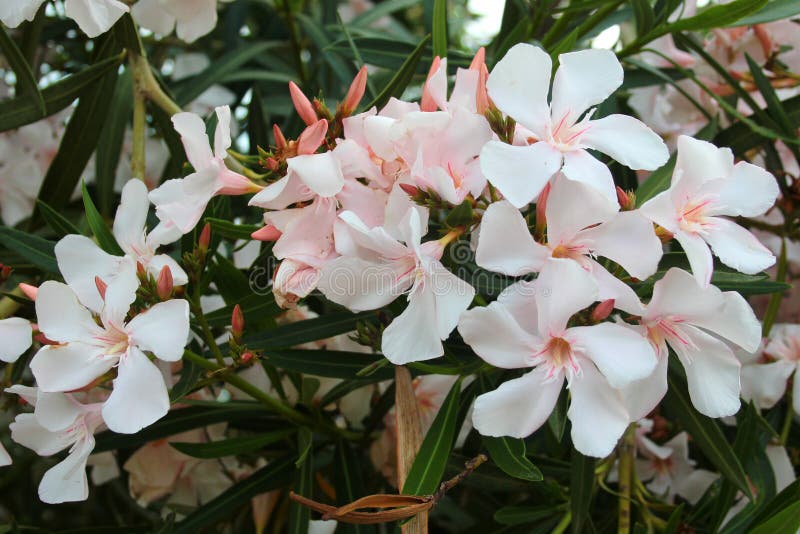 White Oleander Flowers. Rose Laurel Shrub in Bloom Stock Photo - Image ...