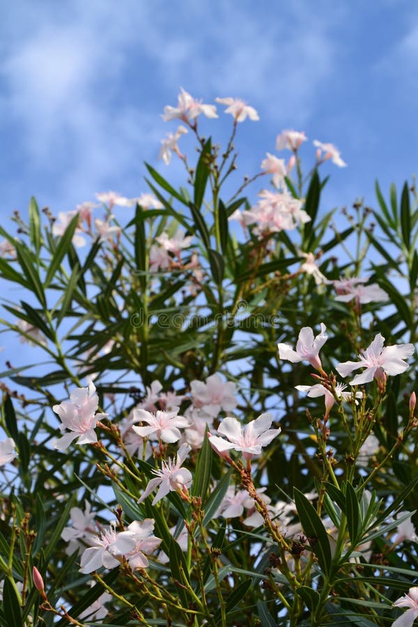 Flowering Plant Oleander On Blue Sky Stock Photo - Image of background ...