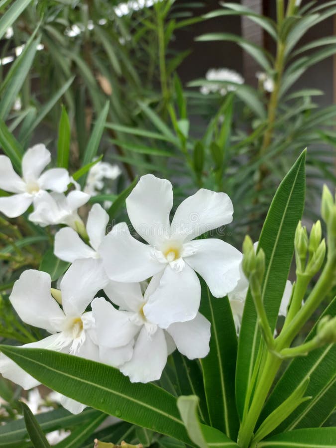 White oleander plants stock image. Image of oleanderplants - 351416479