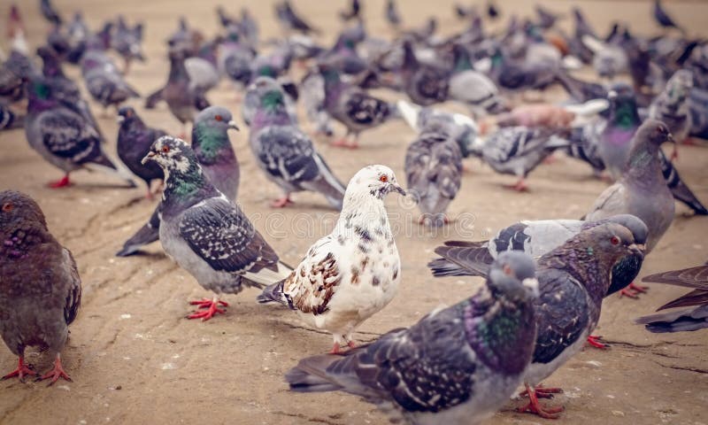 Doves group on street stock photo. Image of adult, doves - 137389408