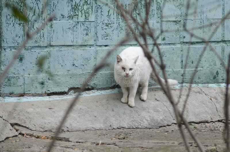 White One-eyed Homeless Cat Stock Image - Image of cats, domestic ...