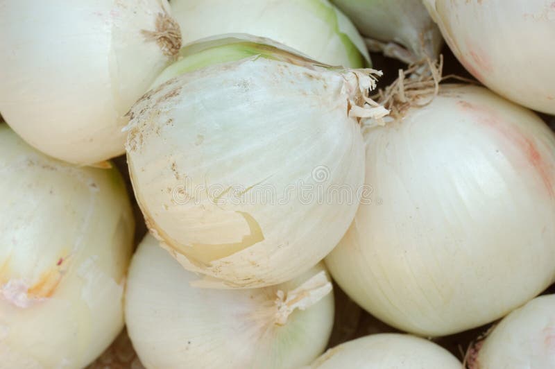 White Onion stock image. Image of market, organic, gourmet - 10856543