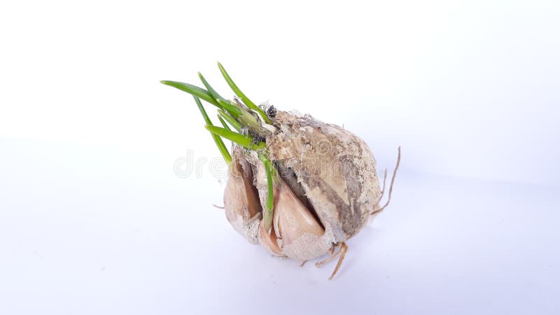White onion with germ stock image. Image of germ, onion - 114354511