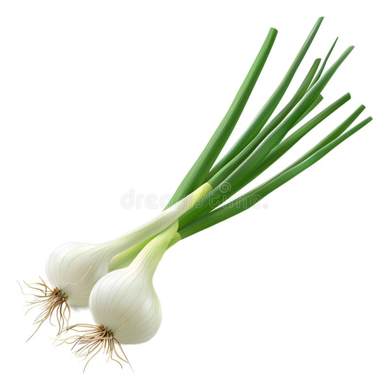 White Onion Plant on Transparent Background - Ai Generated Stock ...