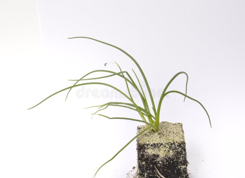White onion plants stock photo. Image of potted, garden - 184432558