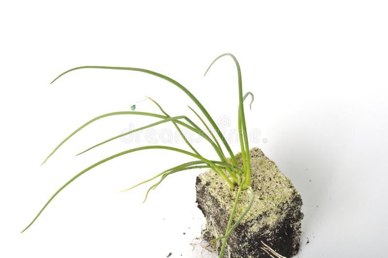 White onion plants stock photo. Image of garden, onion - 184839860