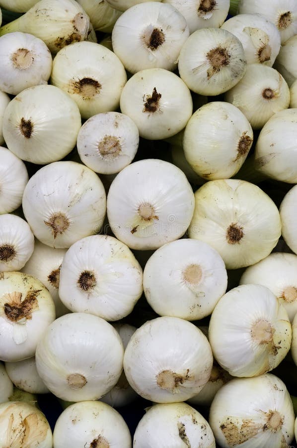 White onions on display stock image. Image of produce - 19920779