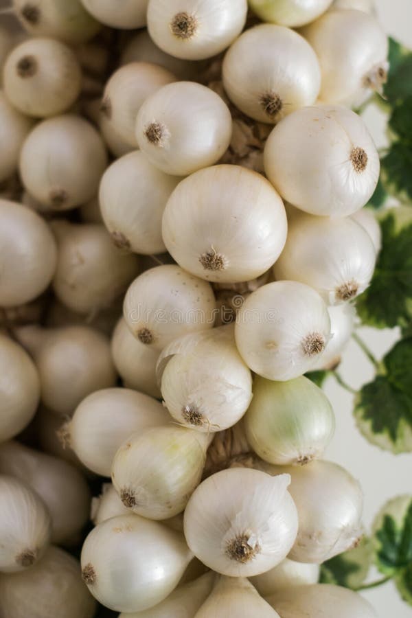 White Onions stock photo. Image of beautiful, pink, color - 93106416