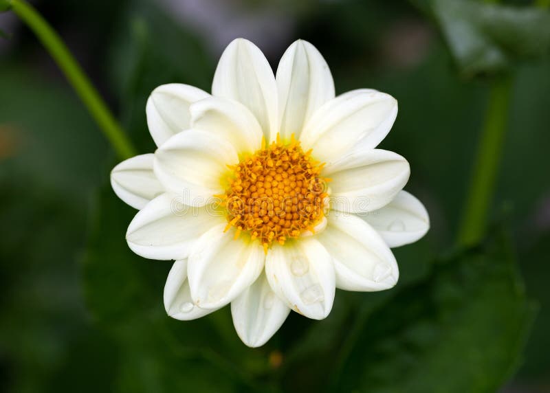 White Open-centred Dahlia Flower in Summer Cottage Garden Stock Photo ...