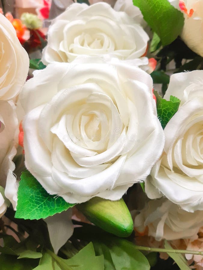 Open Rose Flower with Beautifully Unfolded Petals in the Color of the ...