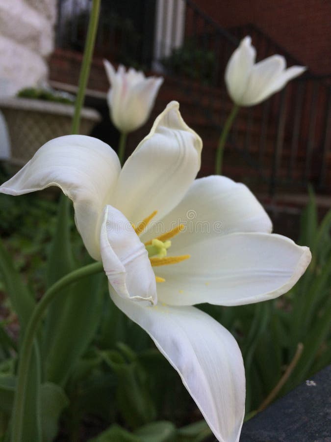 White Open Tulip stock image. Image of outside, white - 113660517