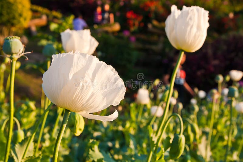White opium flower stock photo. Image of field, garden - 22756398