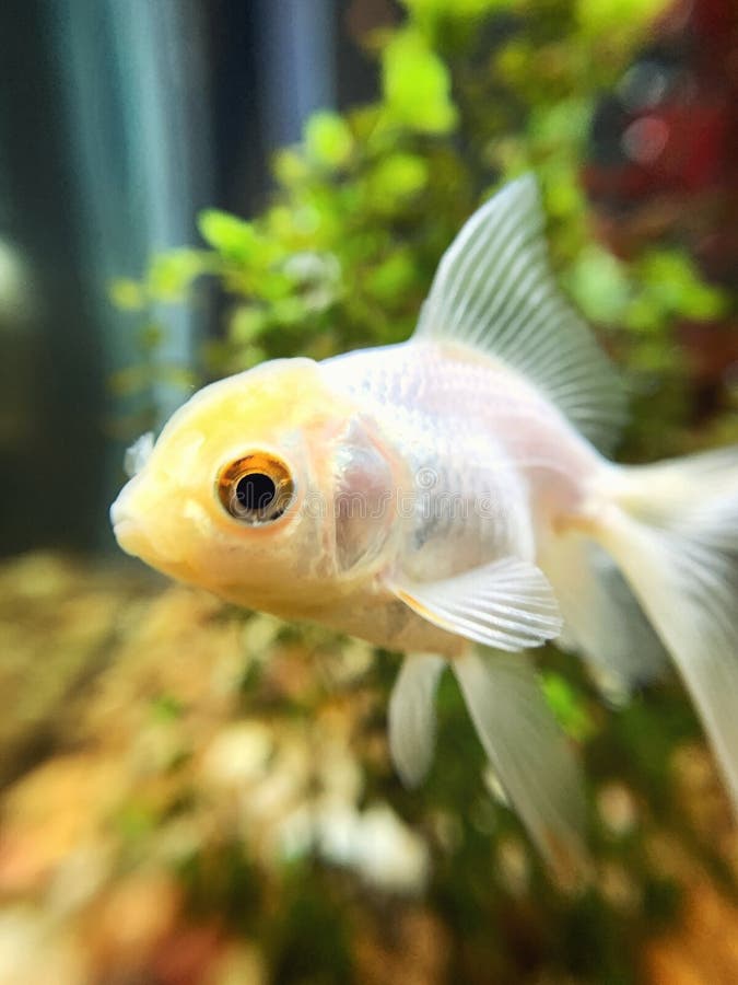 White Goldfish Stock Photos - Download 12,971 Royalty Free Photos