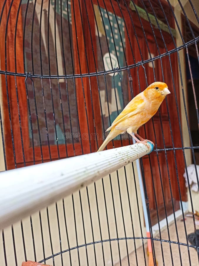 White Orange Canary Bird in Its Cage Stock Image - Image of background ...