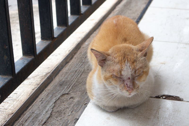 White orange cat with flu stock image. Image of expression - 264822009