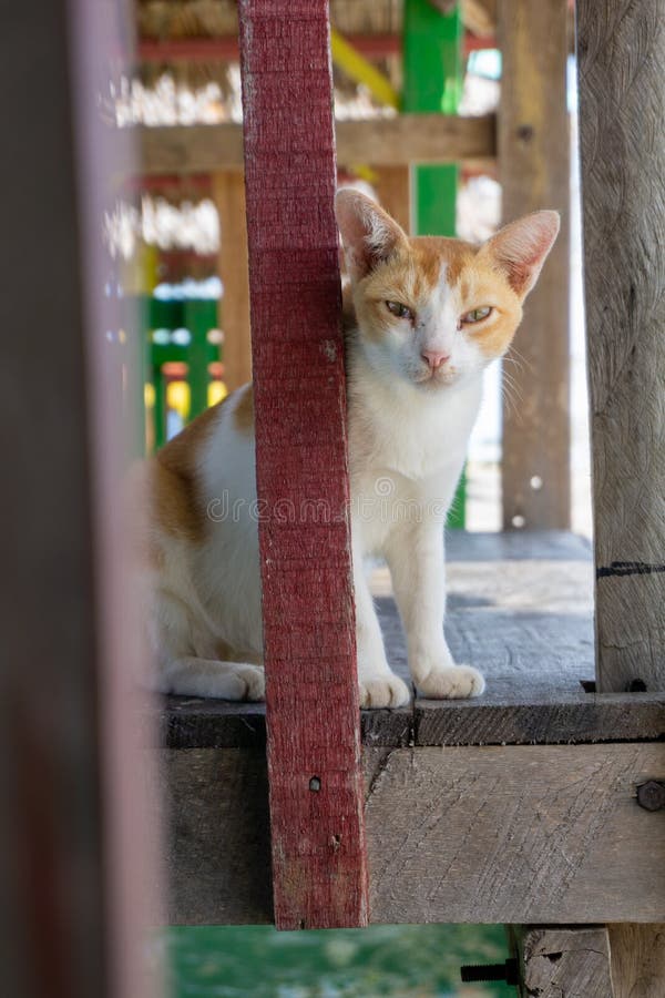 White and Orange Cat Look at Camera. Stock Image - Image of lovely ...