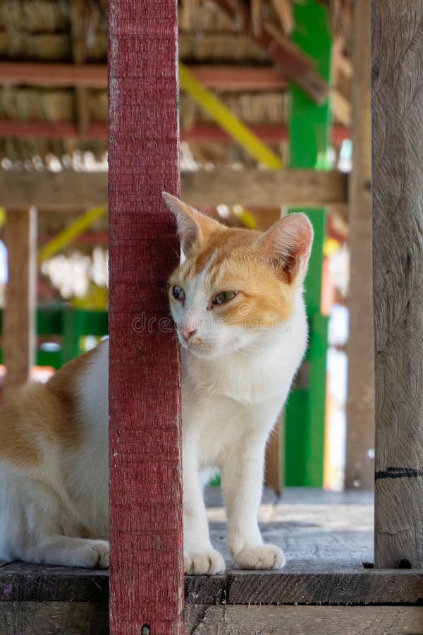 White and Orange Cat Look at Camera. Stock Photo - Image of lovely ...