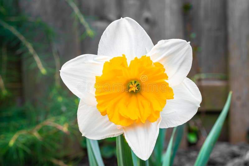 White Orange Colored Daffodil Flower Stock Photo - Image of closeup ...