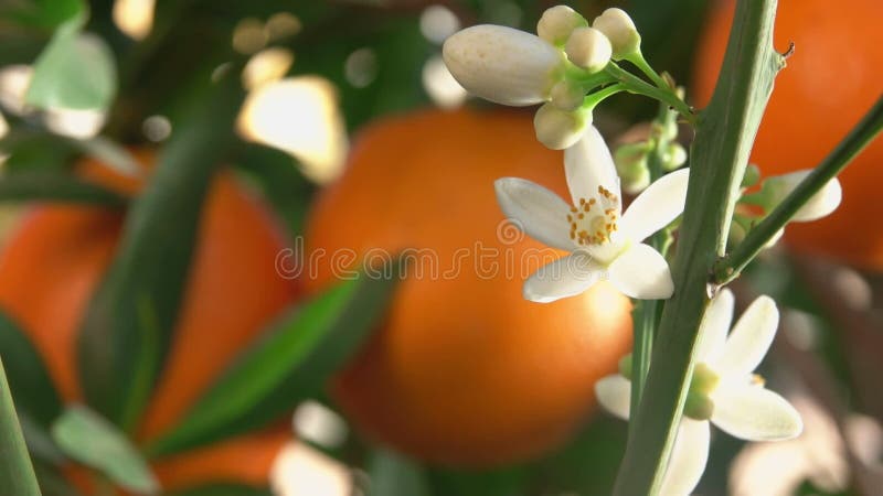 White Orange Fragrant Flower is Blooming on the Branch of the Green ...