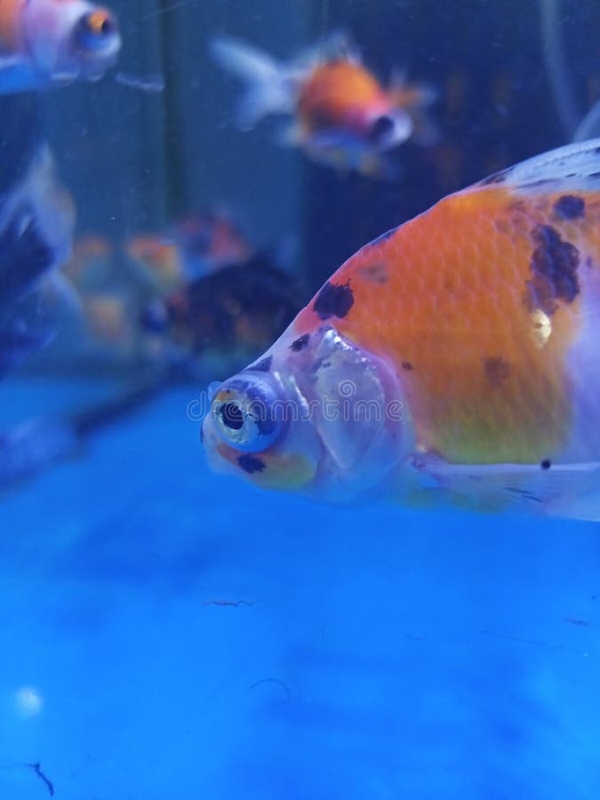 White Orange Goldfish in Aquarium Stock Image - Image of invertebrate ...