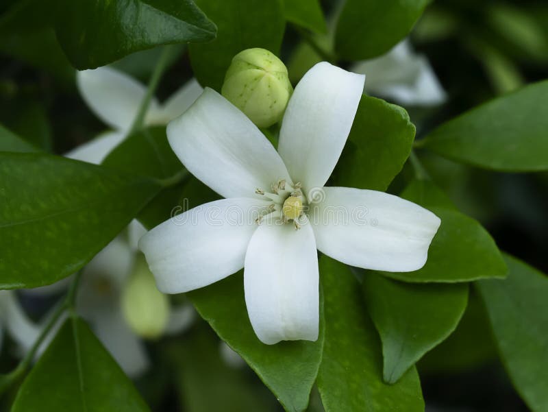 White Orange Jasmine or China Box Flower Stock Image - Image of jungle ...