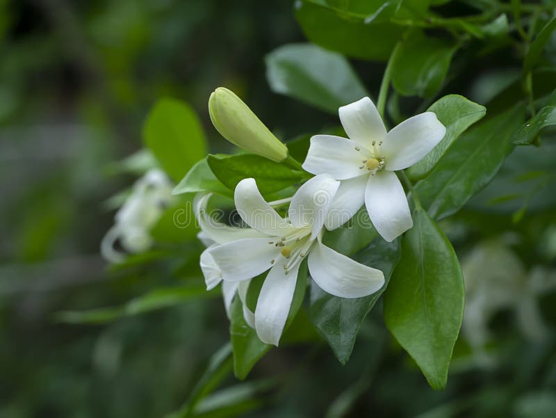 White Orange Jasmine or China Box Flower Stock Image - Image of ...