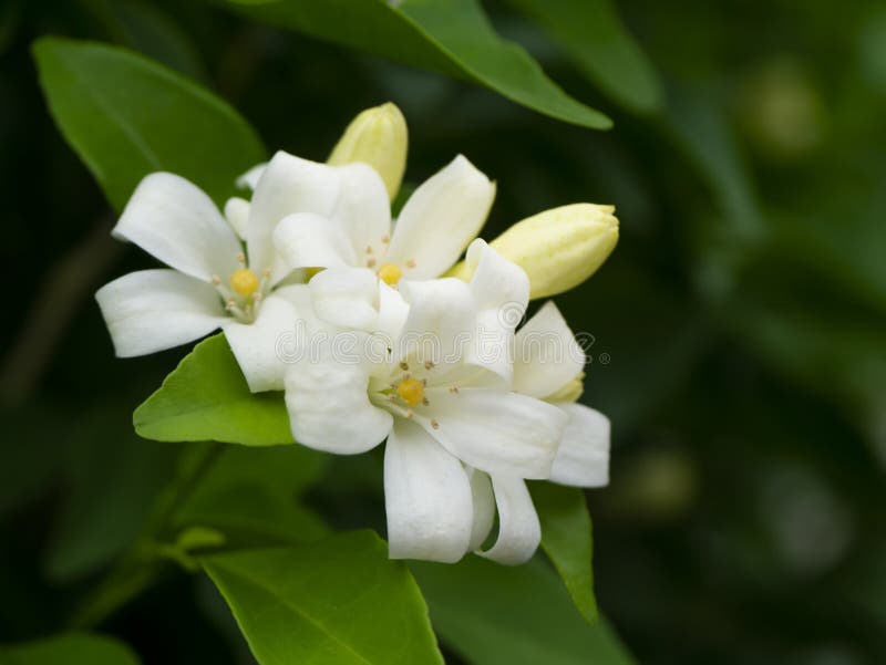 White Orange Jasmine or China Box Flower Stock Photo - Image of ...