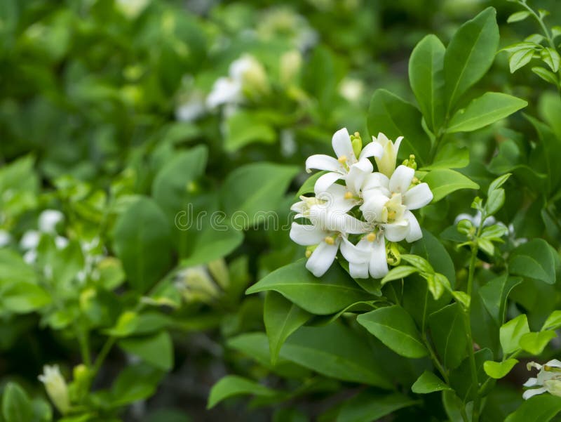 White Orange Jasmine or China Box Flower Stock Image - Image of ...