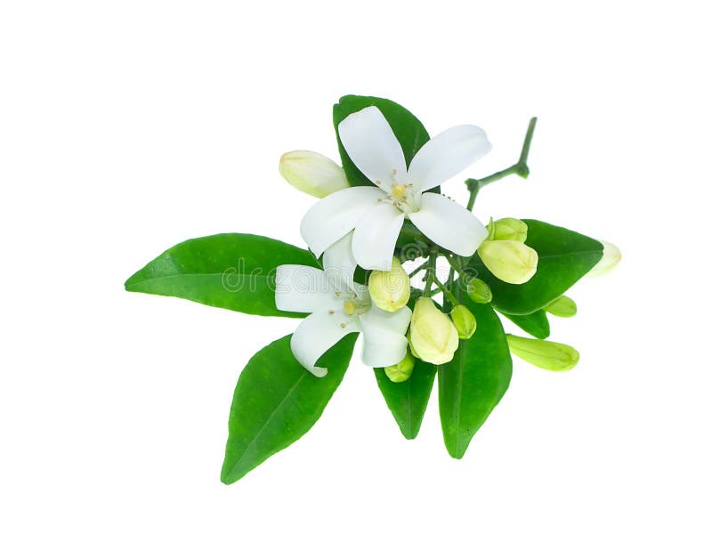 Orange Jasmine flower stock photo. Image of cosmetic - 284487490