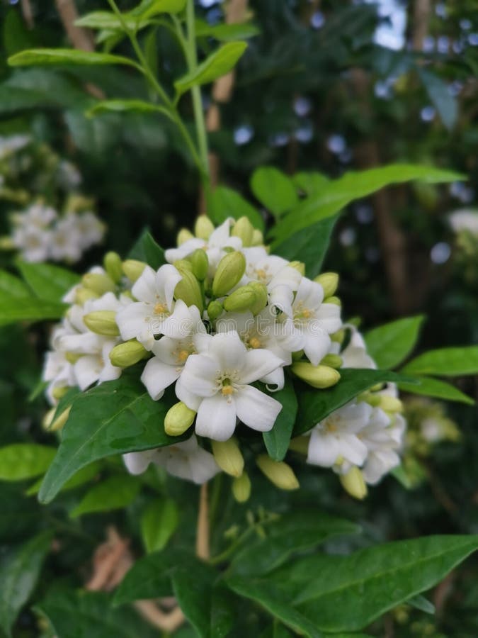 White Orange Jessamine Flower Plant. Stock Image - Image of exotic ...