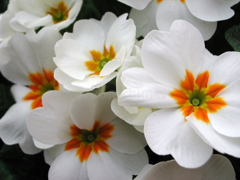 Primula White Flower Close Up Stock Image - Image of flowers, beautiful ...