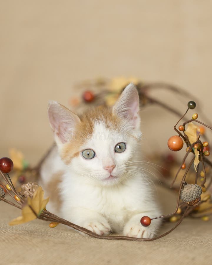 White and Orange Tabby Kitten Playing in Fall Leaves Stock Image ...