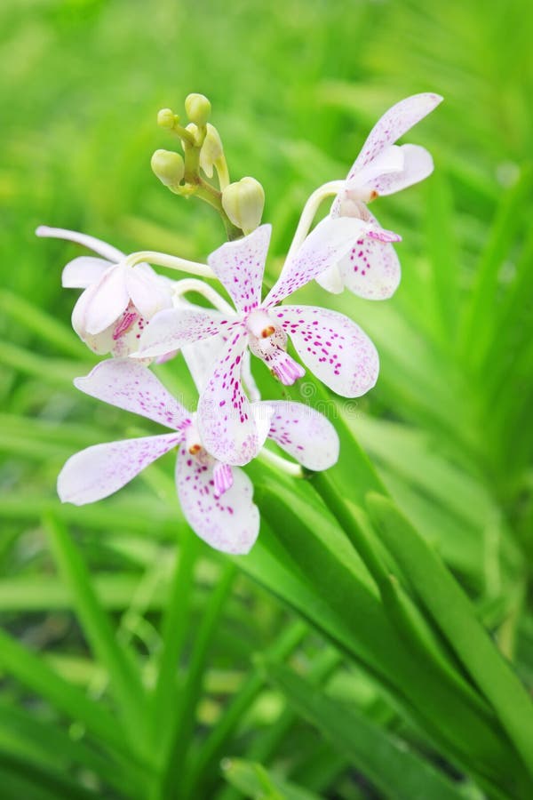 White orchid stock image. Image of blooming, colored - 10757767
