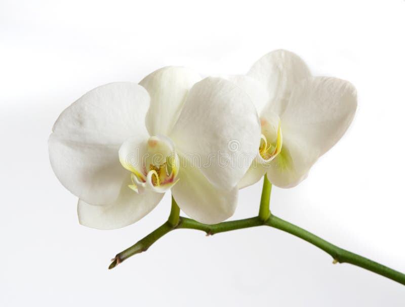 White orchid stock photo. Image of bright, flower, gift - 1851478