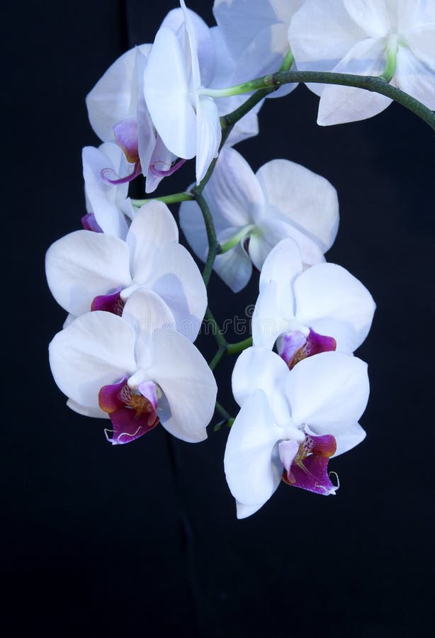 White Orchid stock image. Image of orchids, tropics, garden - 2168503
