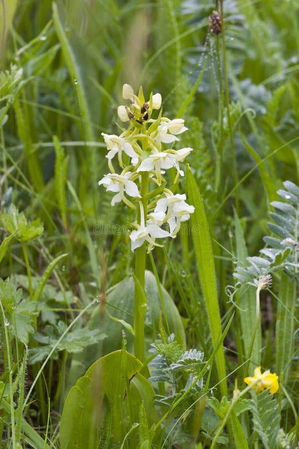 White orchid stock image. Image of blooming, plants, view - 25194159