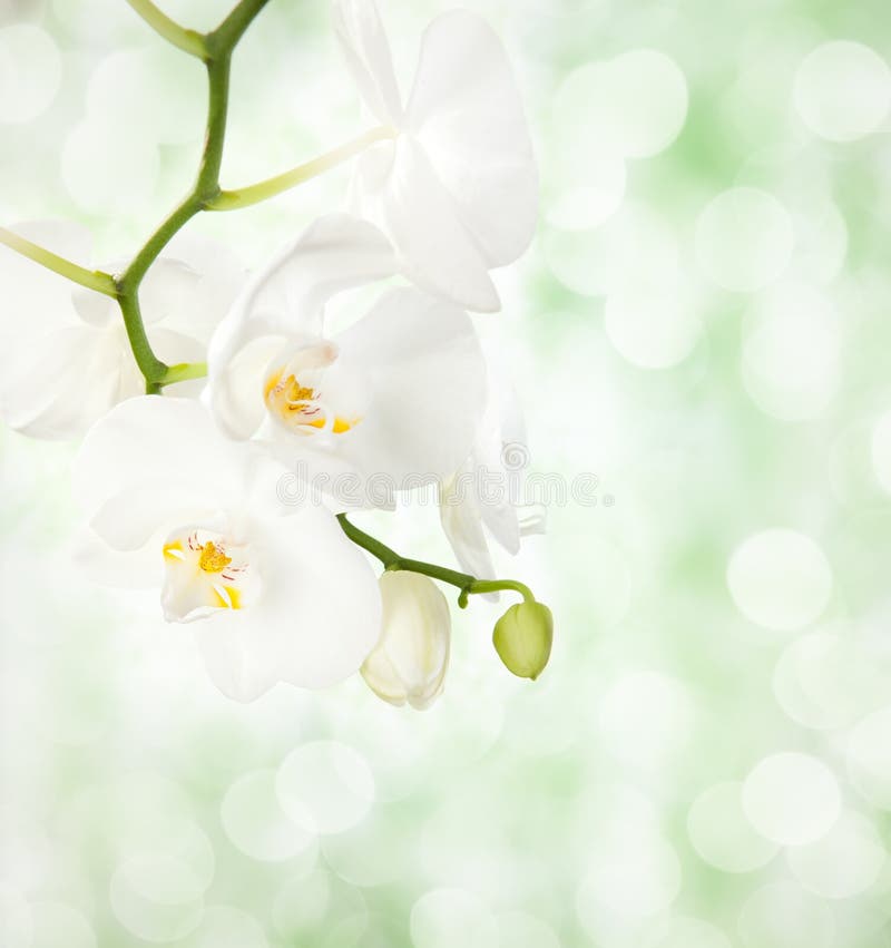 Fresh orchid border stock illustration. Illustration of flowers - 20366107
