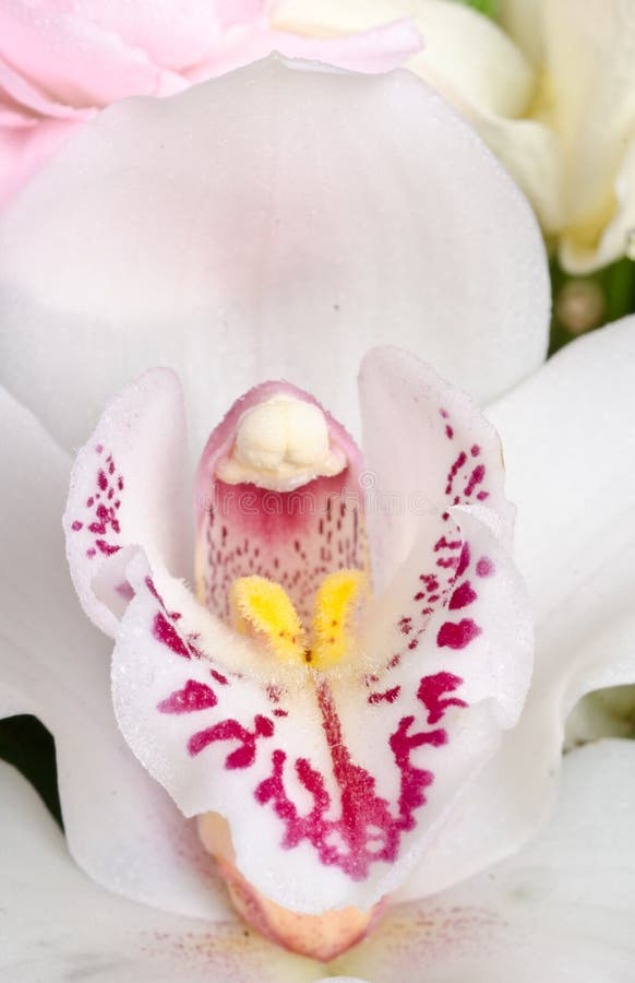 White orchid stock photo. Image of elegant, isolate, bloom - 25858210