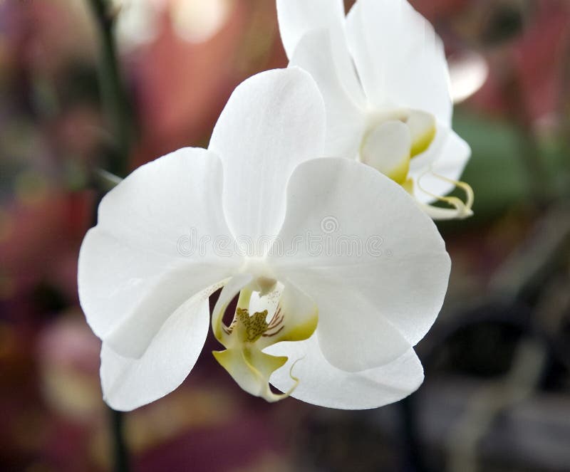 White orchid stock photo. Image of fresh, feather, botanic - 576116