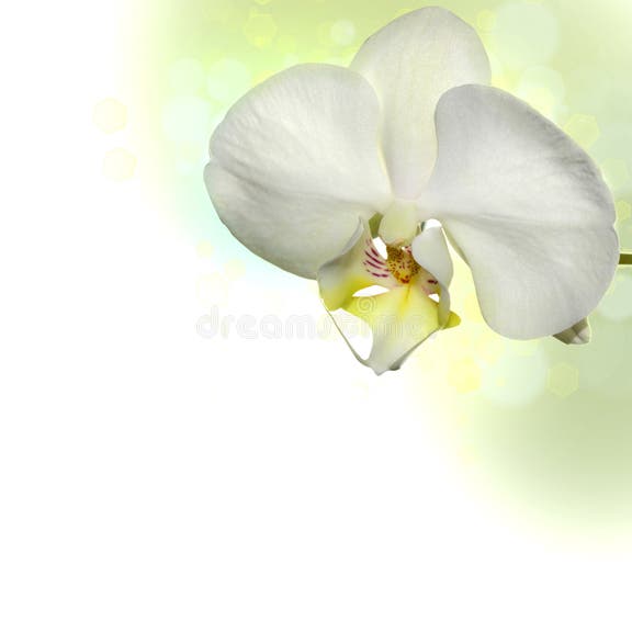 White orchid border stock photo. Image of bokeh, exotic - 61262648