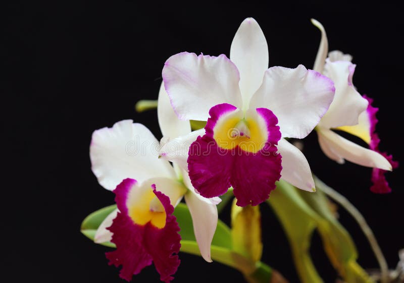 White orchid,Cattleya stock photo. Image of freshness - 50631674