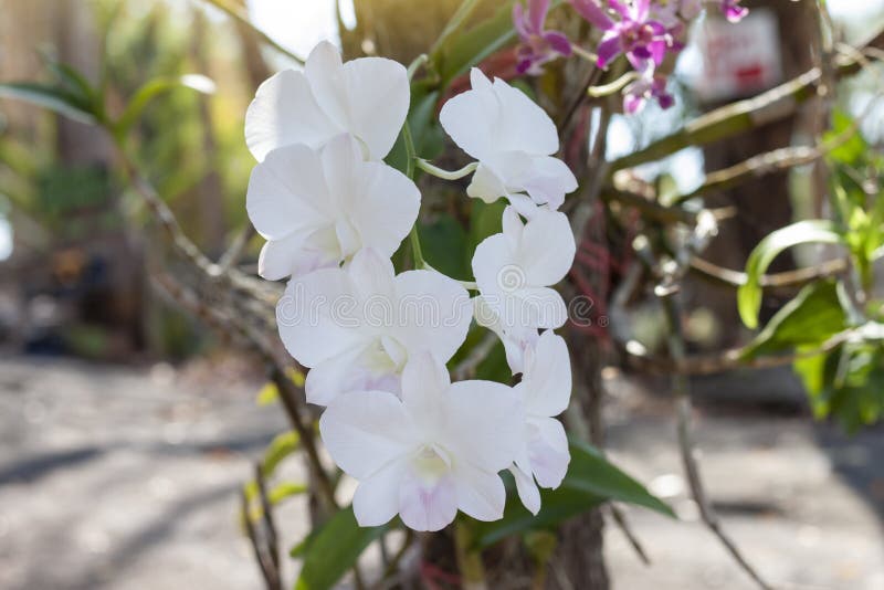 White Flower Of Melaleuca Cajuputi Powell, Cajuput Tree, Paper Bark ...