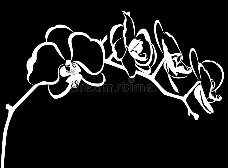 Black Silhouette Orchid Flowers Stock Illustrations 672 Black
