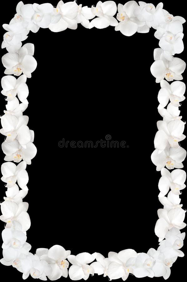 White orchid frame stock photo. Image of fulfillment - 24069732