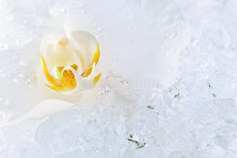 1,222 Orchid Ice Stock Photos - Free & Royalty-Free Stock Photos from ...