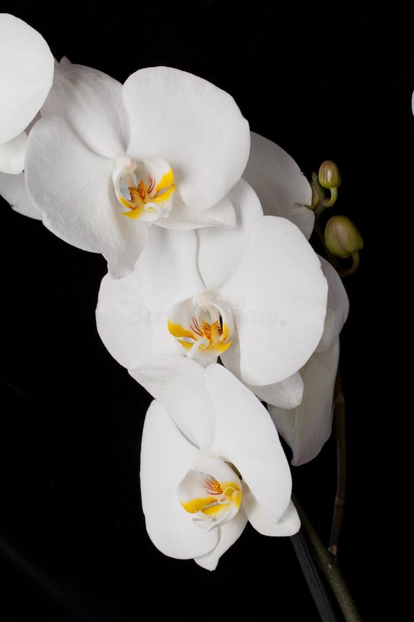 White orchid stock image. Image of flower, spring, space - 32361037